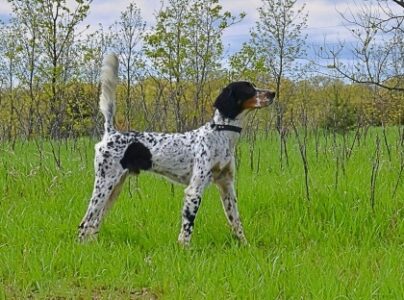 Breeder Listing | Setters Unlimited | Top English Setter Breeders